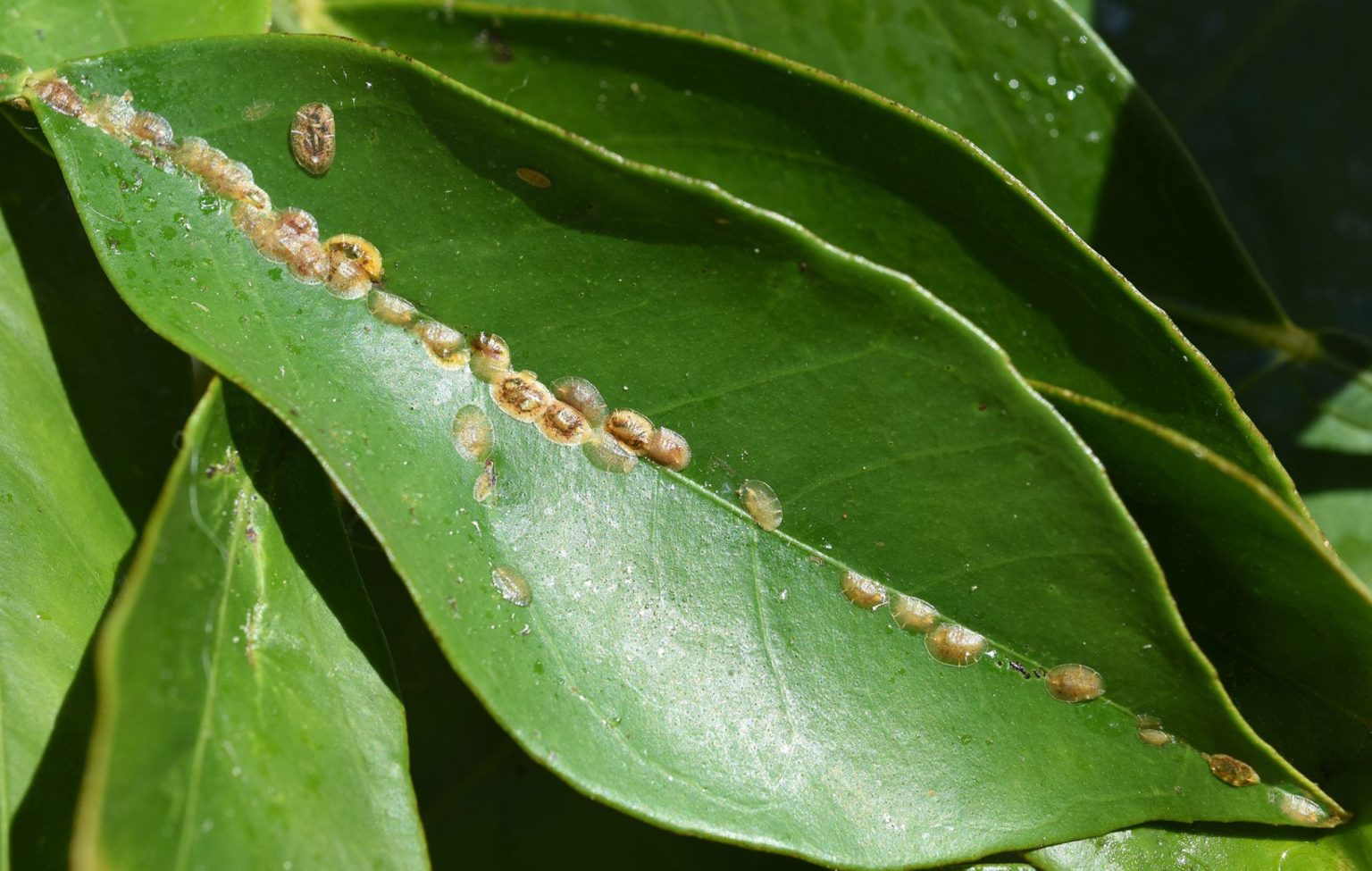 Signs of Common Home Pests – Geka Pest Management – Affordable Pest ...
