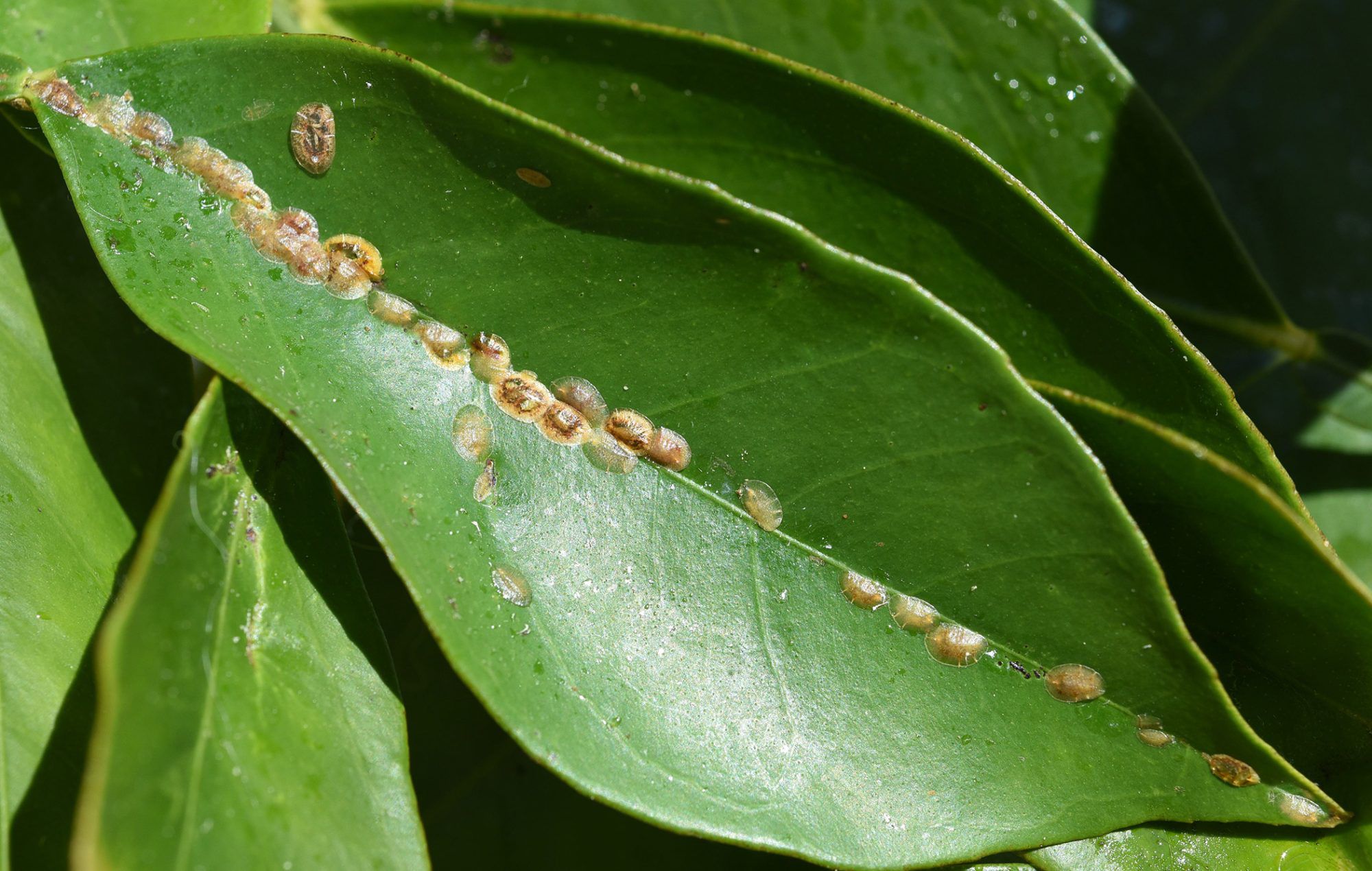 Signs Of Common Home Pests Geka Pest Management Affordable Pest